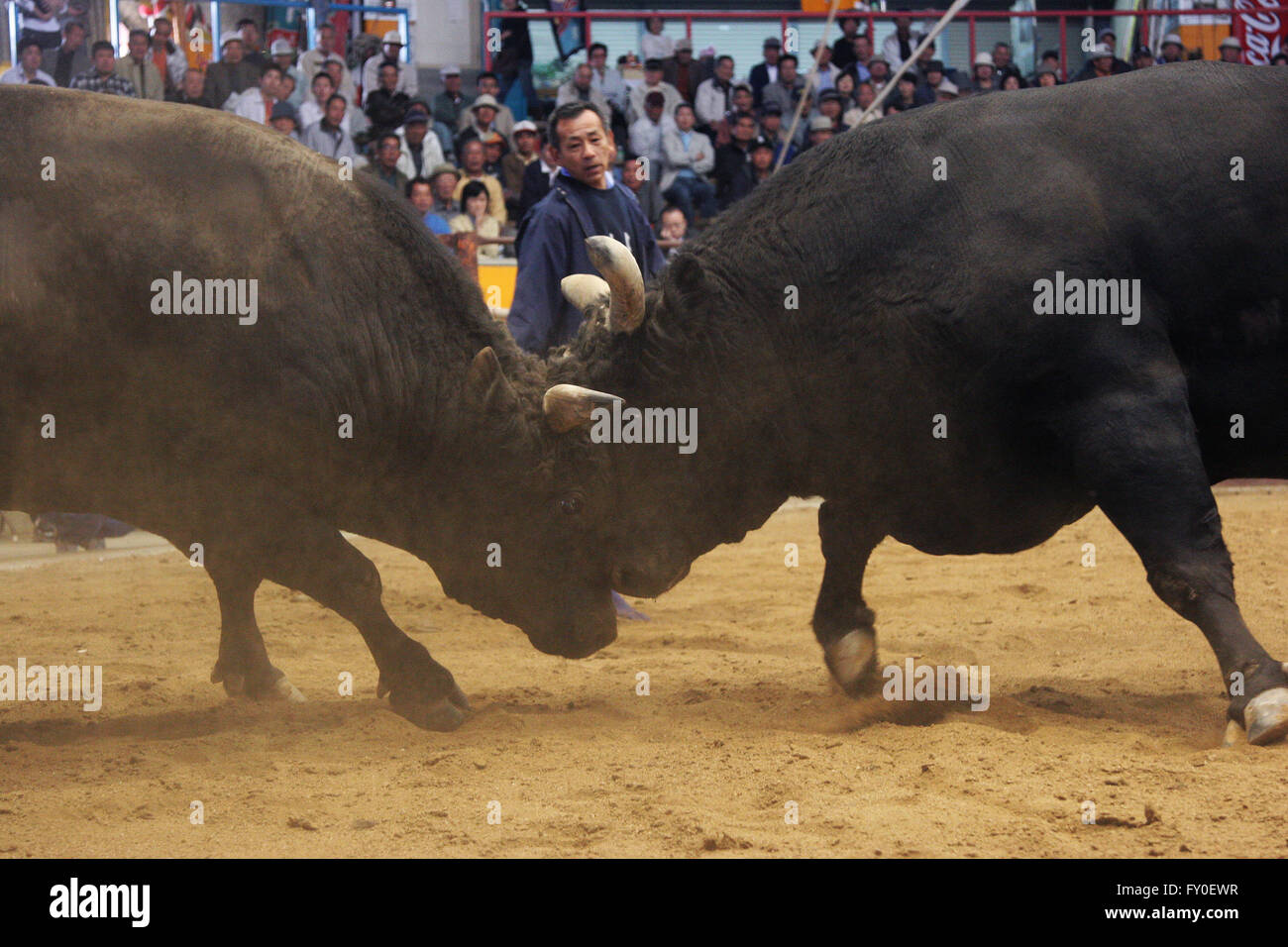 Tougyu Japanese bullfight sporting event Uwajima Japan Stock Photo - Alamy