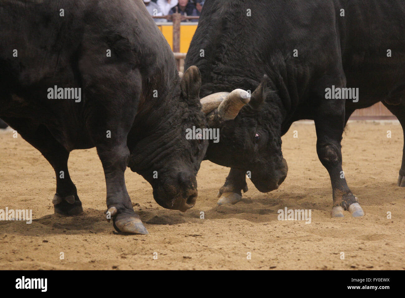 Tougyu hi-res stock photography and images - Alamy