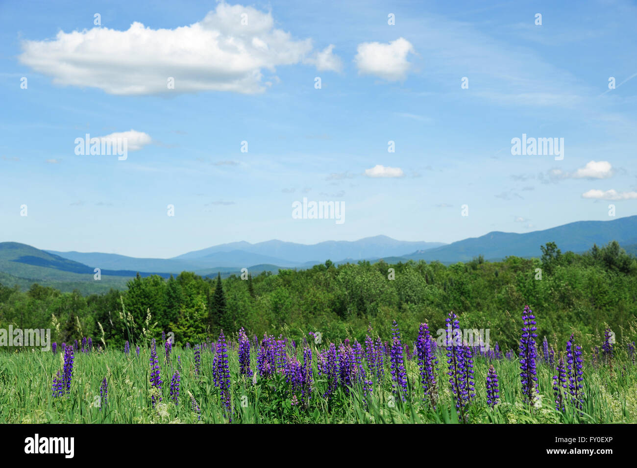 Lupine flower field mountain hi-res stock photography and images - Alamy