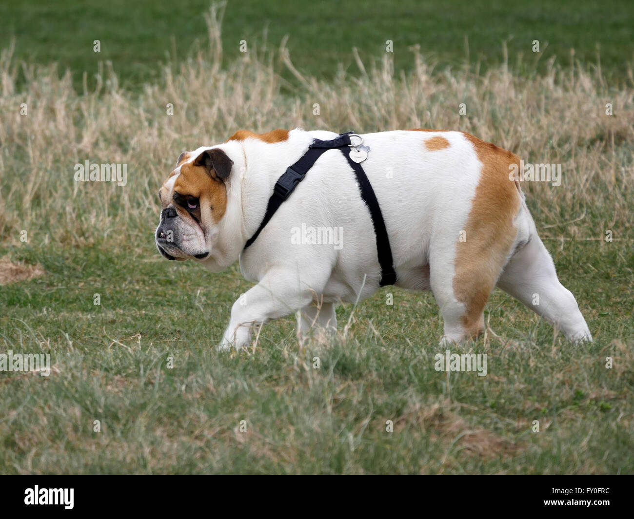 Dog out walking Stock Photo - Alamy