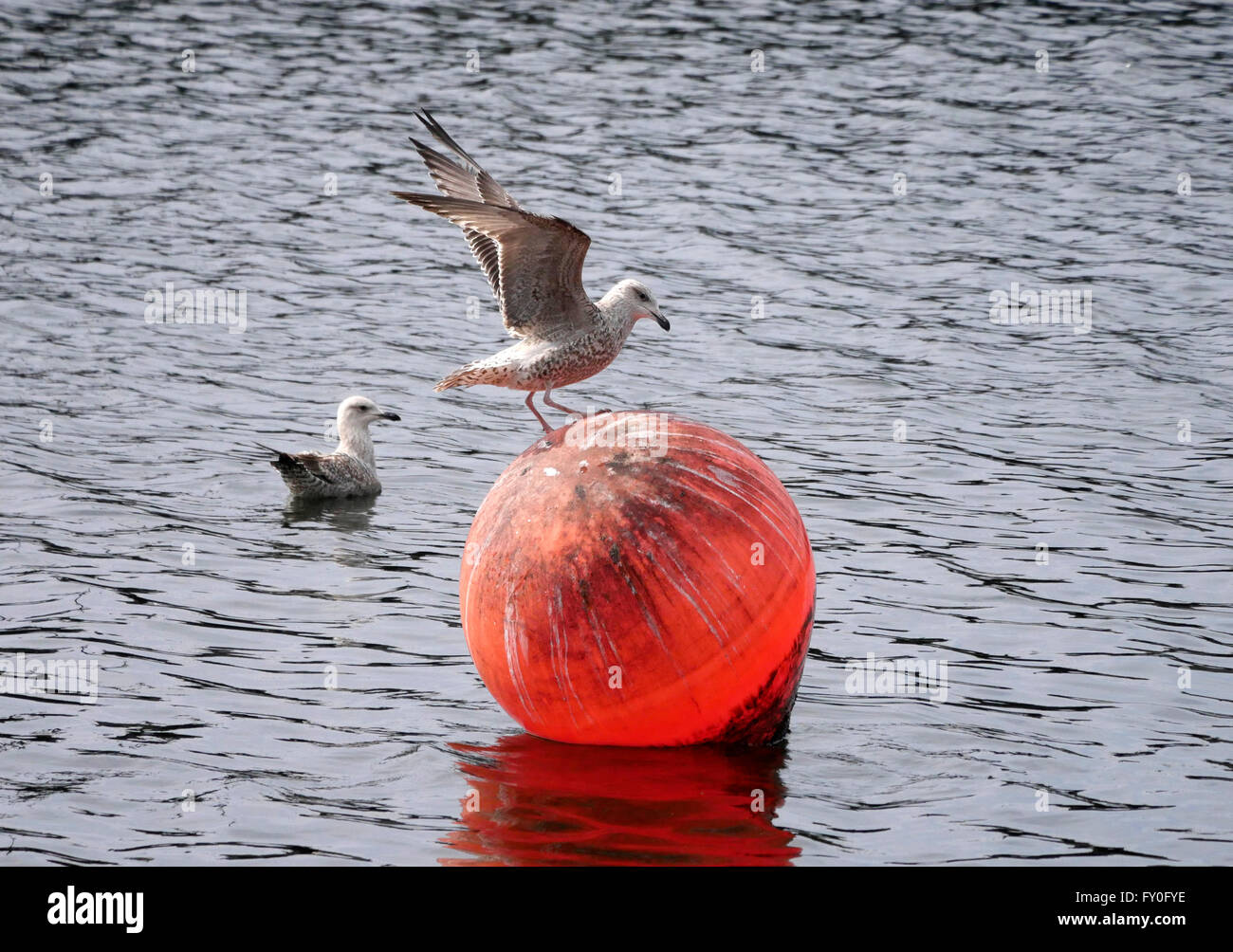A seagull in the River Mersey. Liverpool Stock Photo - Alamy