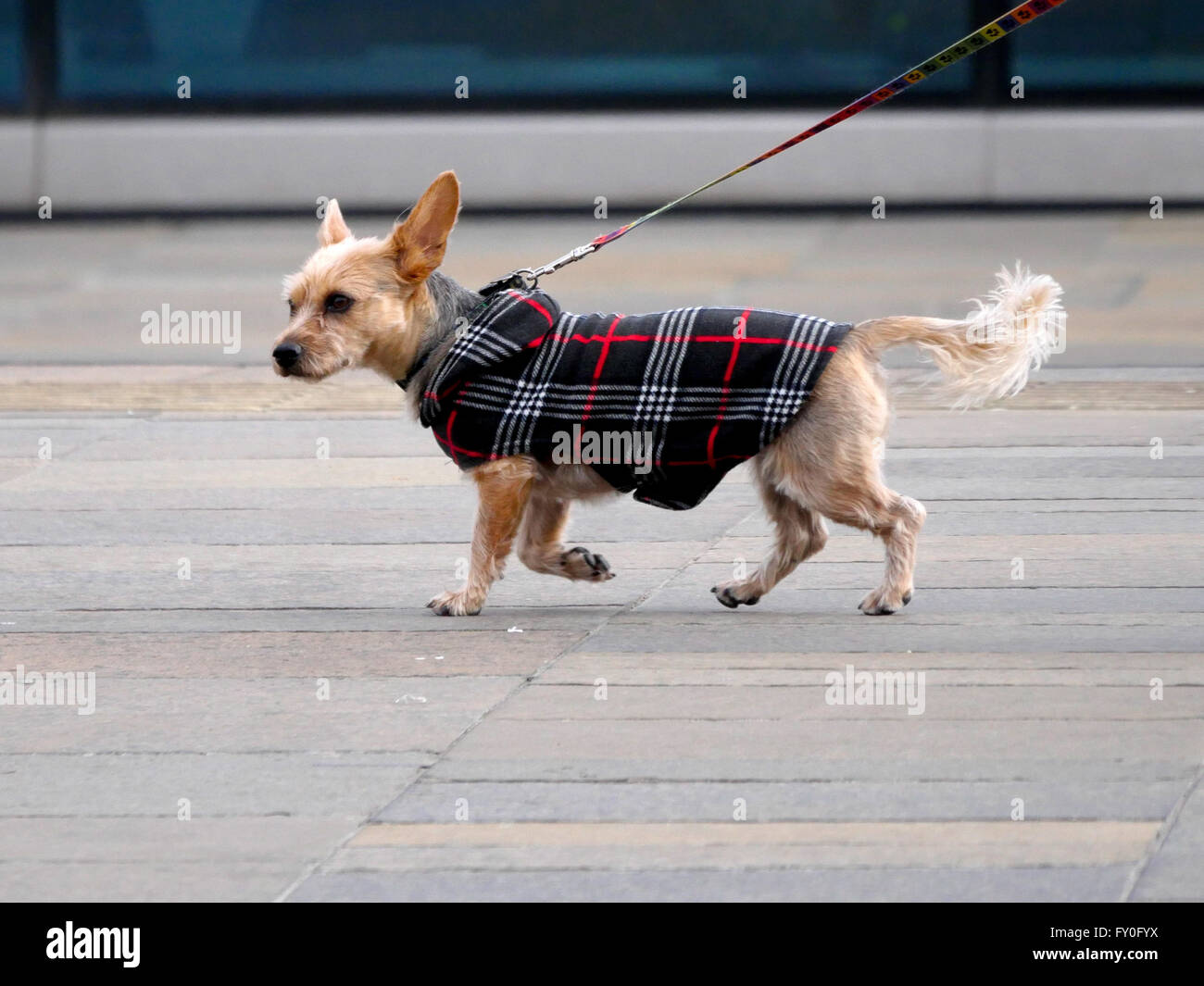 Dog out walking Stock Photo - Alamy