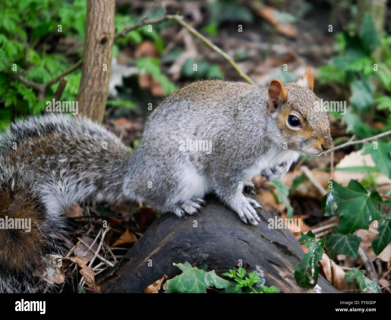 Grey squirrels greenwich park london hi-res stock photography and ...