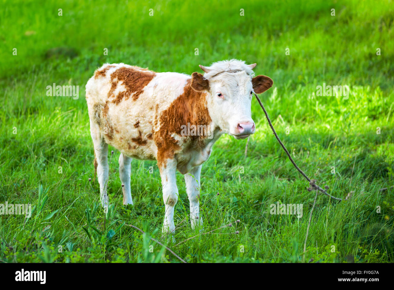 Young Calf on Grass Background Stock Photo - Alamy