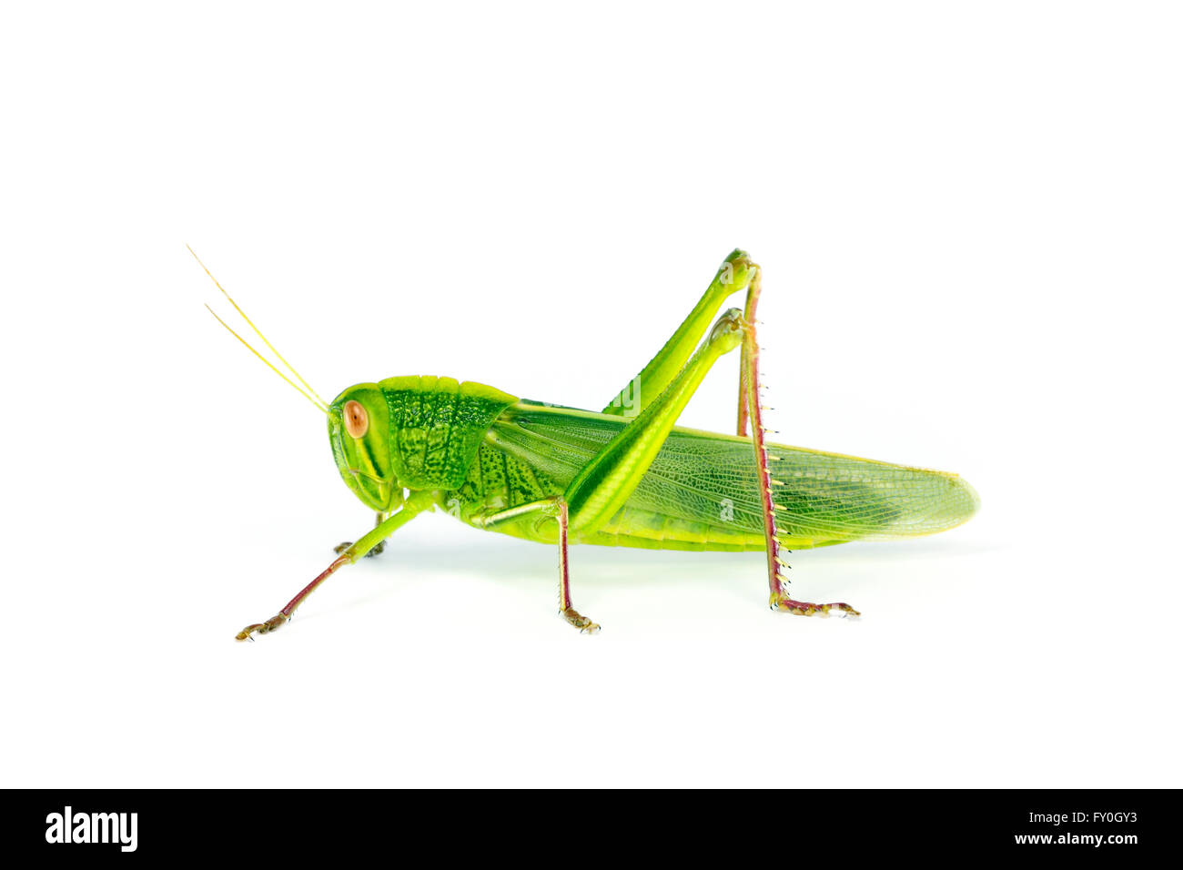 Locust on white background Stock Photo - Alamy