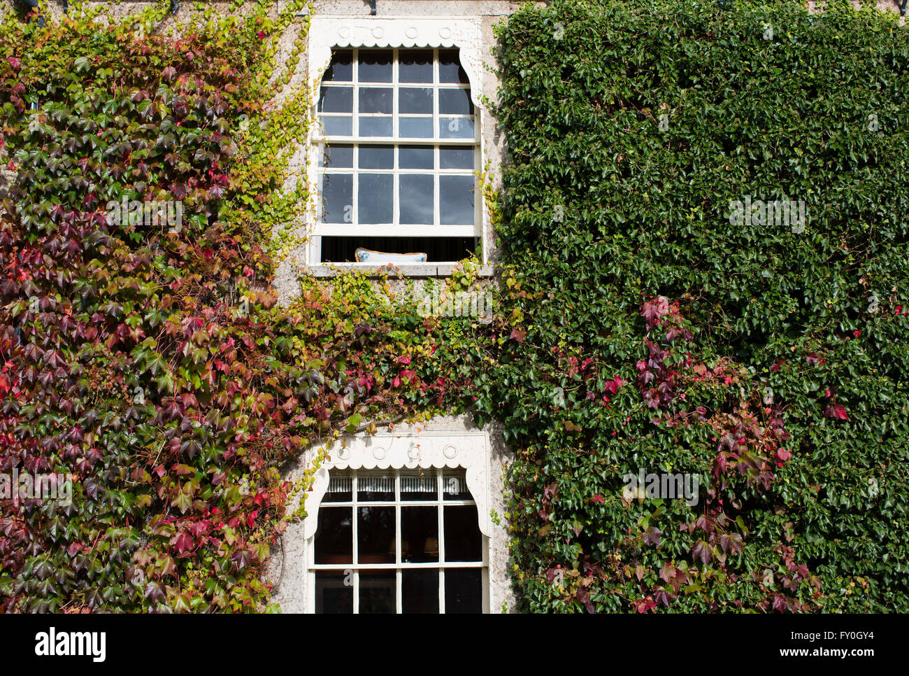 Autumn coloured leaves and ivy covering a building facade Stock Photo ...