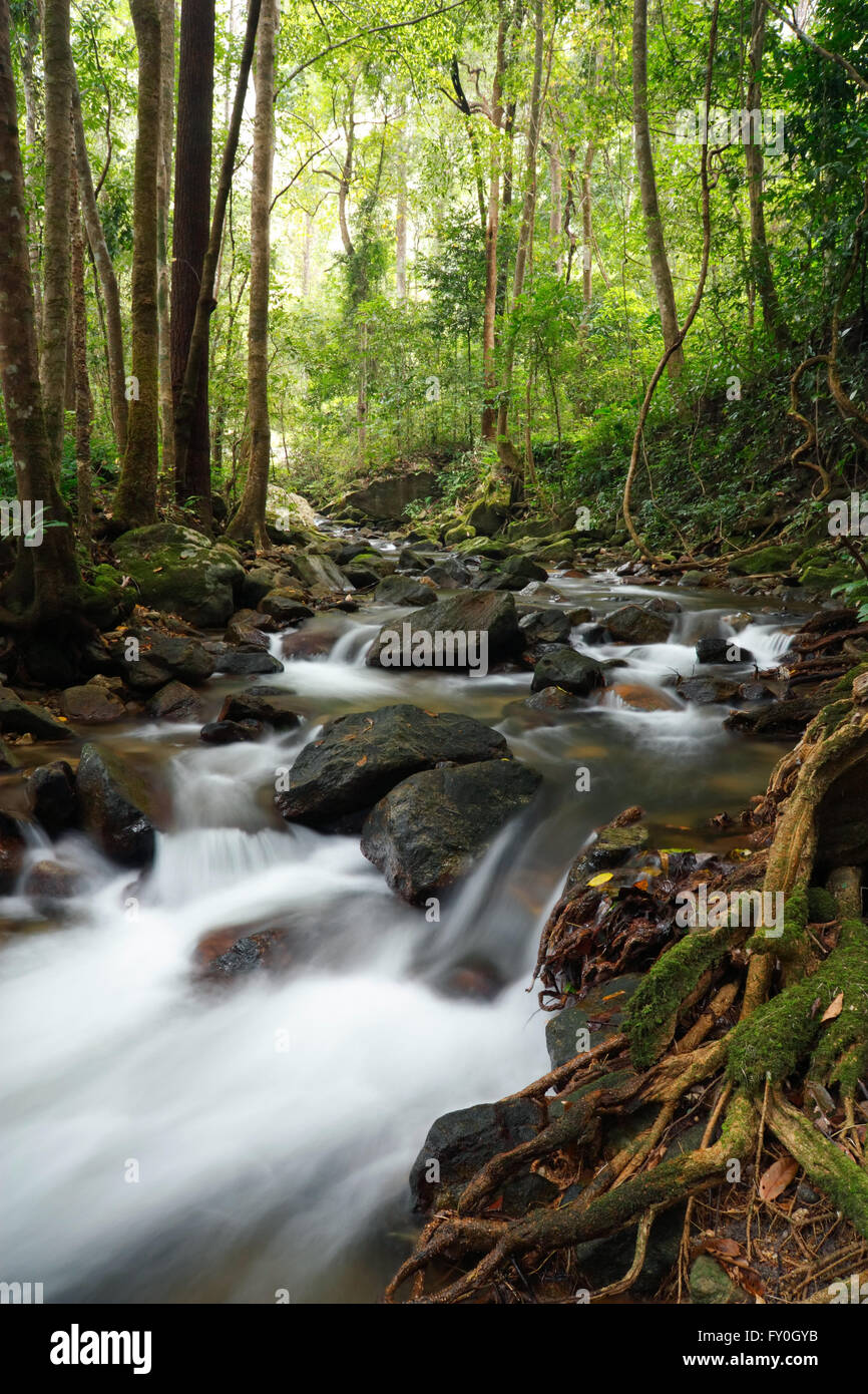 Stream in tropical rain forest Stock Photo - Alamy