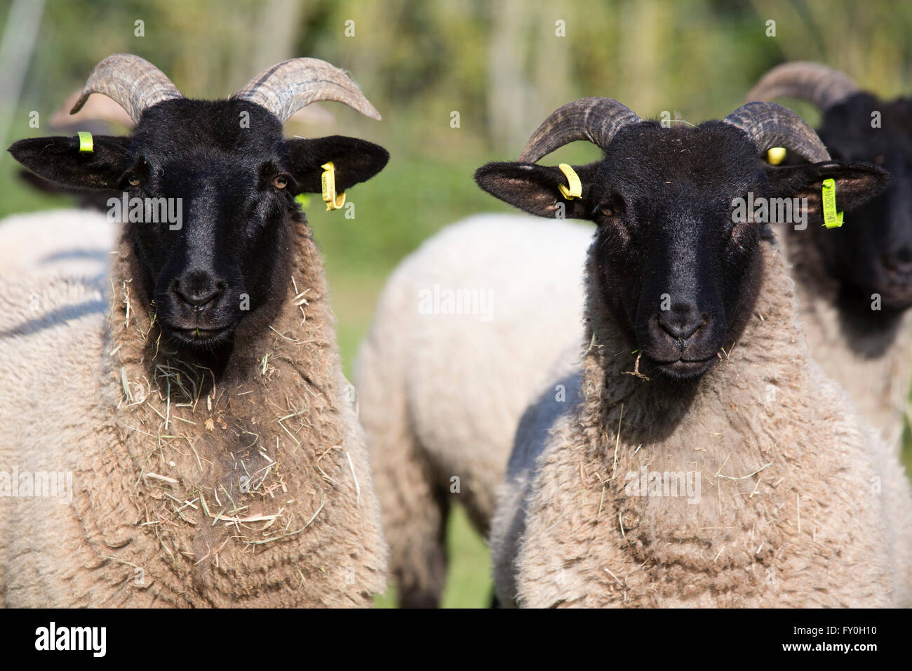 Two black faced sheep with horns Stock Photo - Alamy