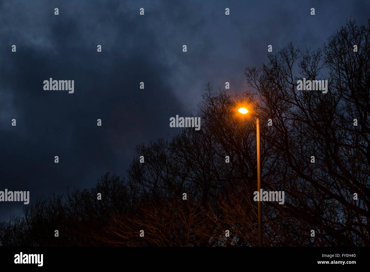 Lamp posts with glowing orange lights set against leafless trees and ...