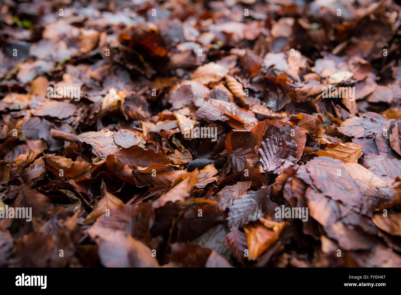 Forest floor of dead Beech tree leaves Stock Photo - Alamy