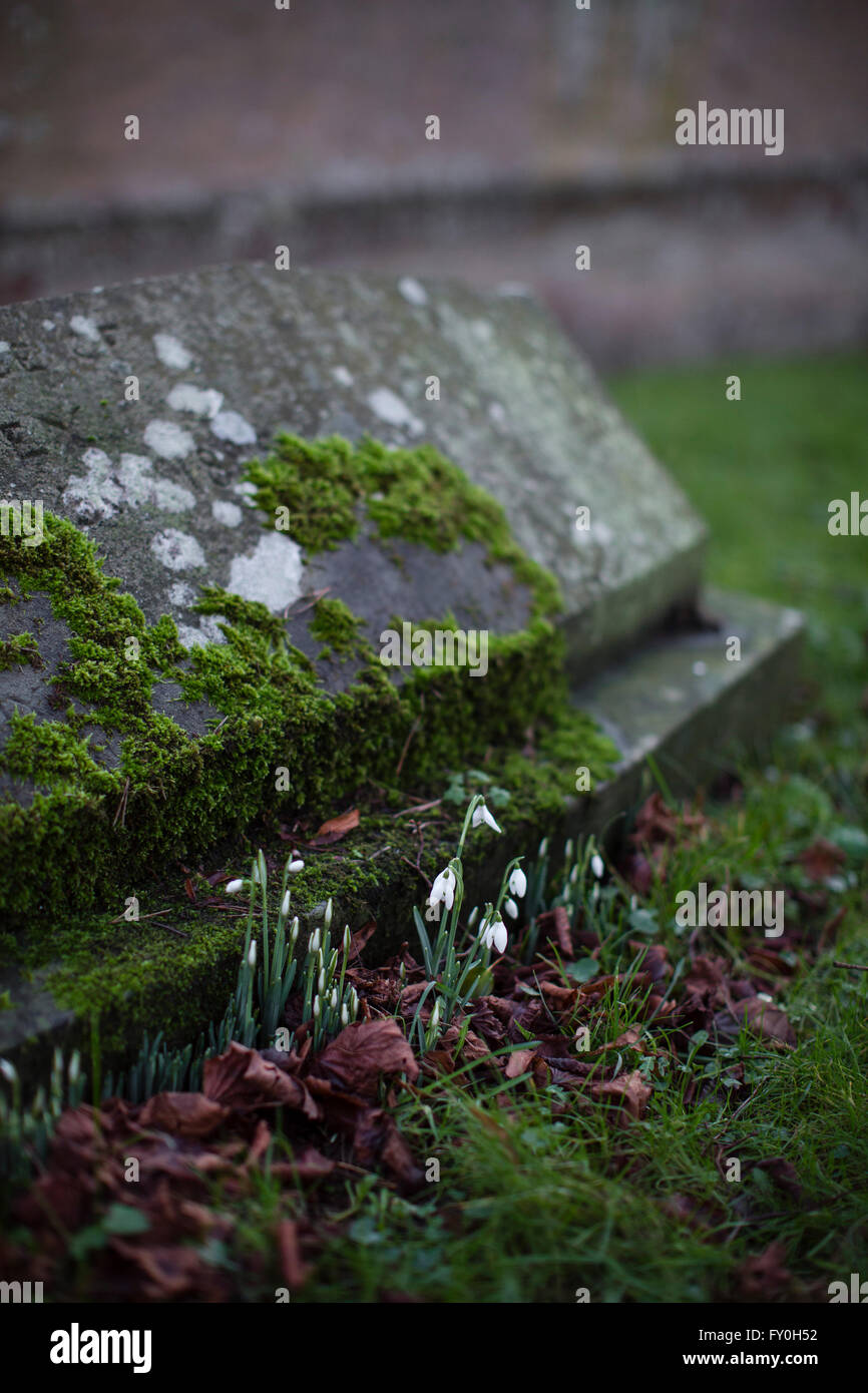 A church graveyard with stone memorials, snowdrops and gravestones ...