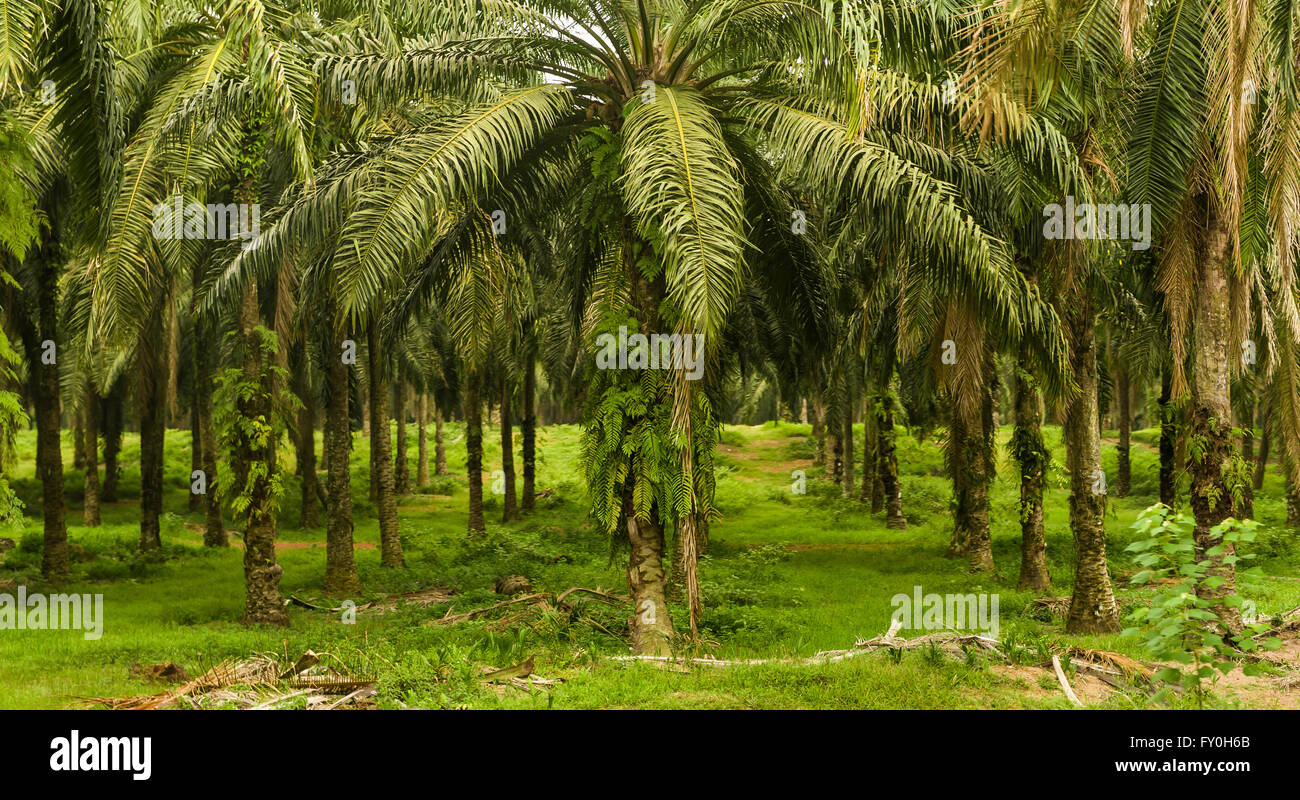 Commercial large scale palm tree plantation producing palm oil Stock ...