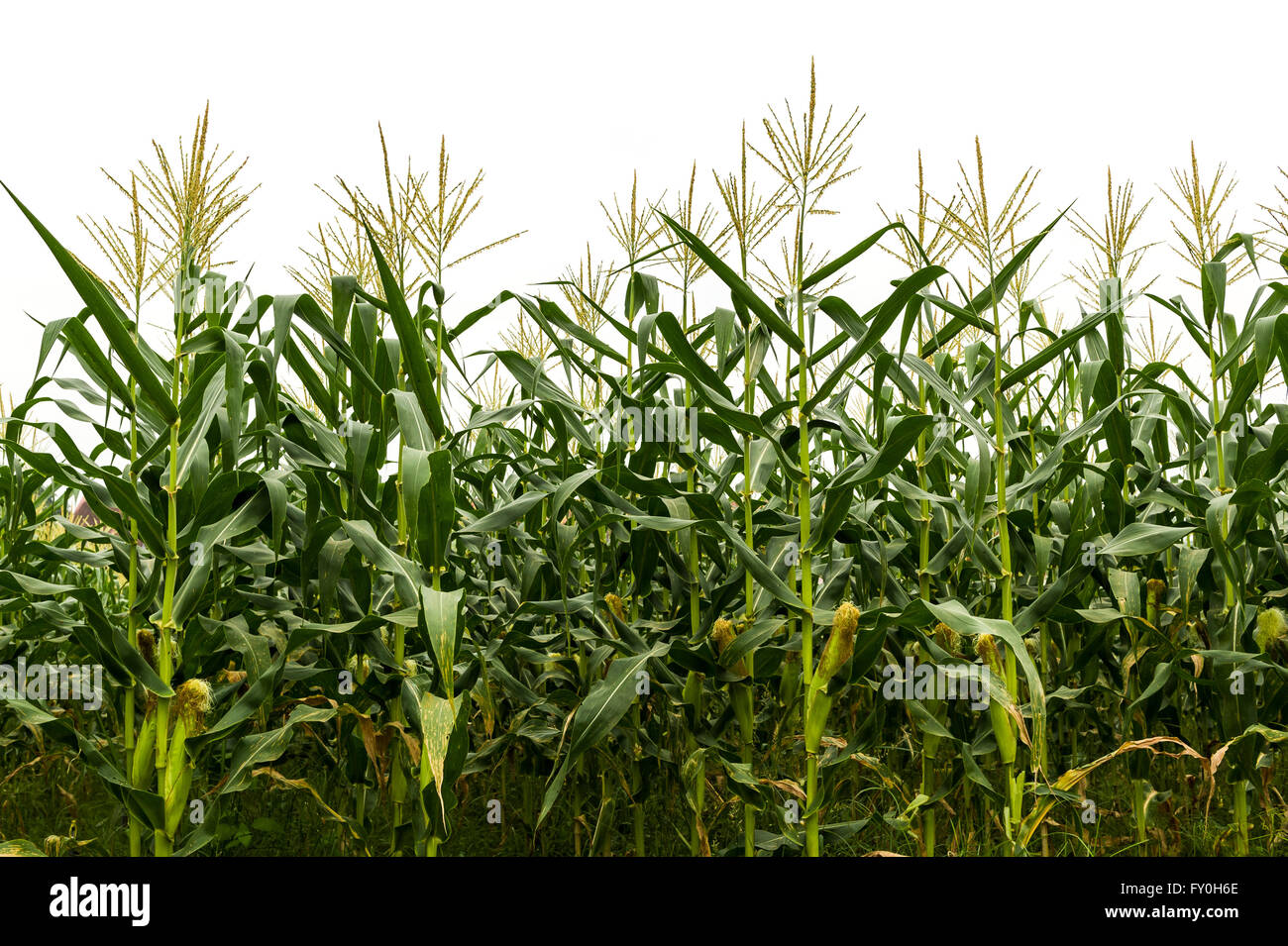 Crop details hi-res stock photography and images - Alamy