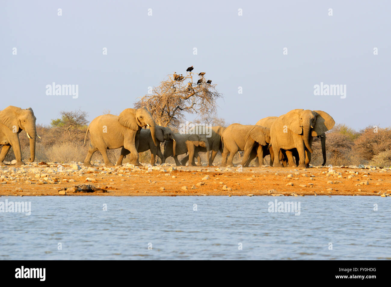 Marching elephants hi-res stock photography and images - Alamy
