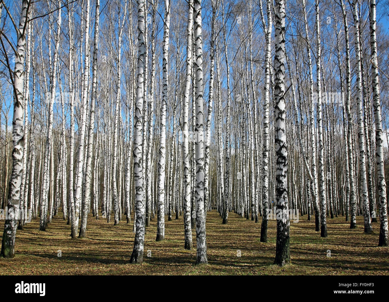 Birch forest color and sky hi-res stock photography and images - Alamy