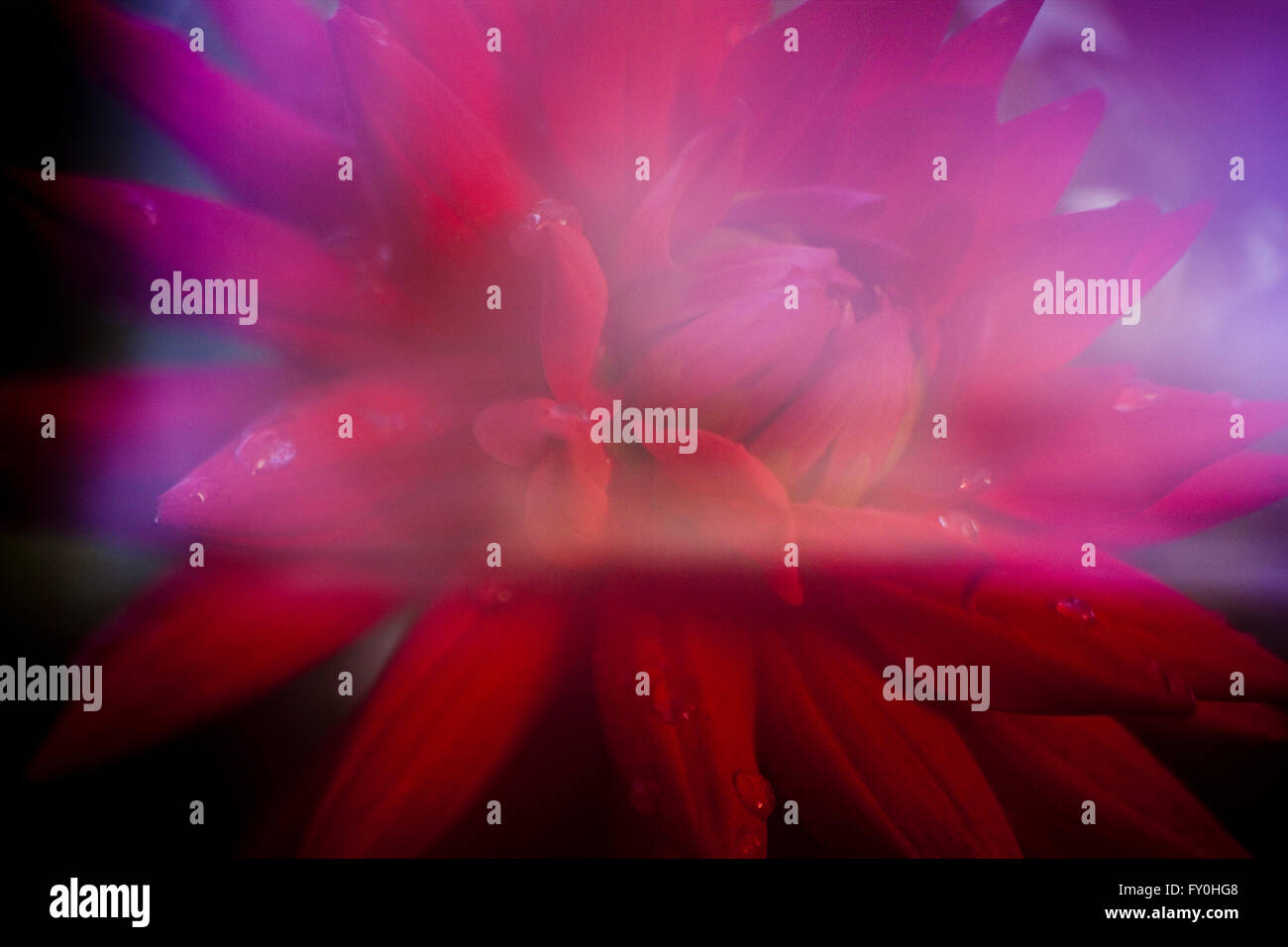 Creative and artistic interpretation of the traditional flower and leaf ...