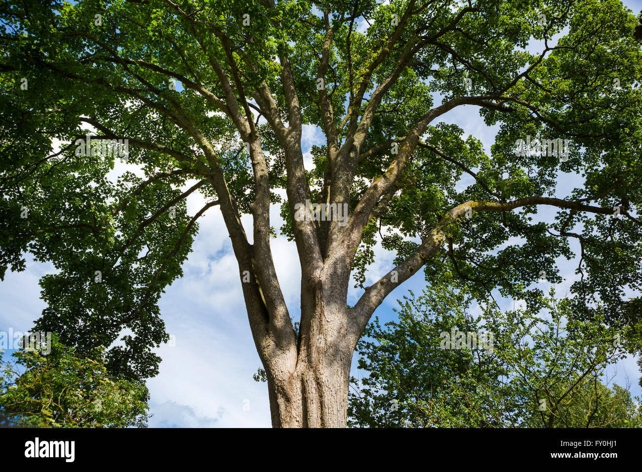 Fluted trunk hi-res stock photography and images - Alamy