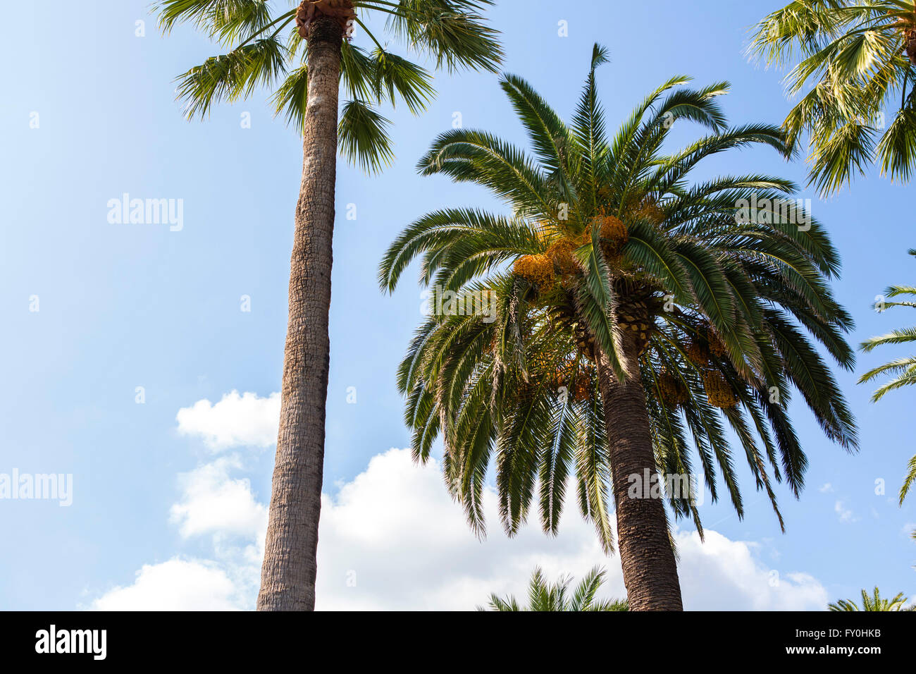 Tall palm trees against a blue sky in an Italian town Stock Photo - Alamy