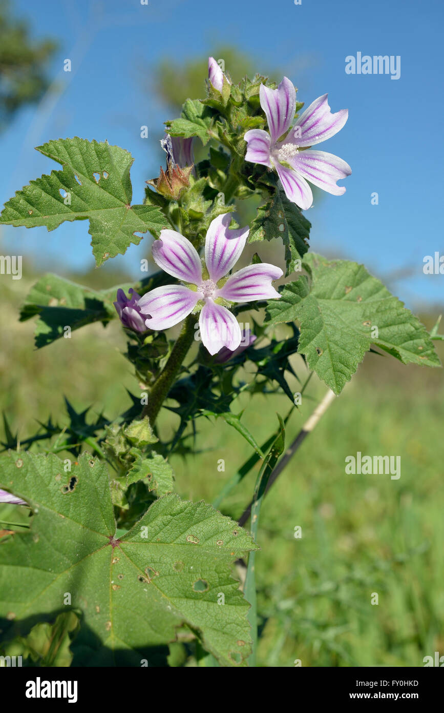 Tree mallow hi-res stock photography and images - Alamy