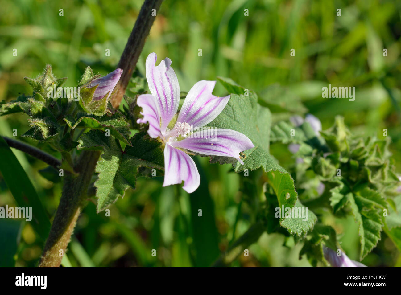 Cretan plant hi-res stock photography and images - Alamy