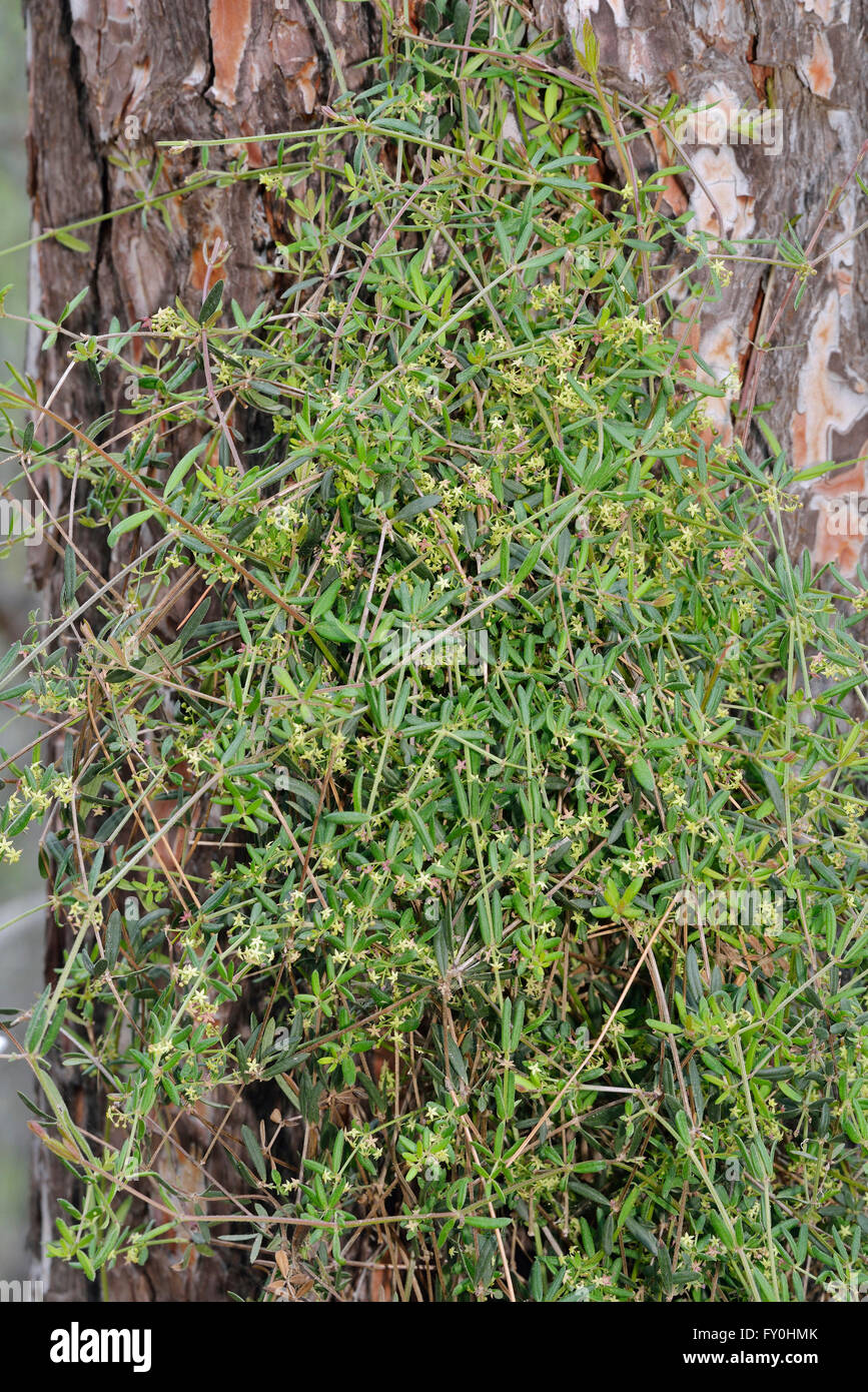 Climber plant on tree hi-res stock photography and images - Alamy