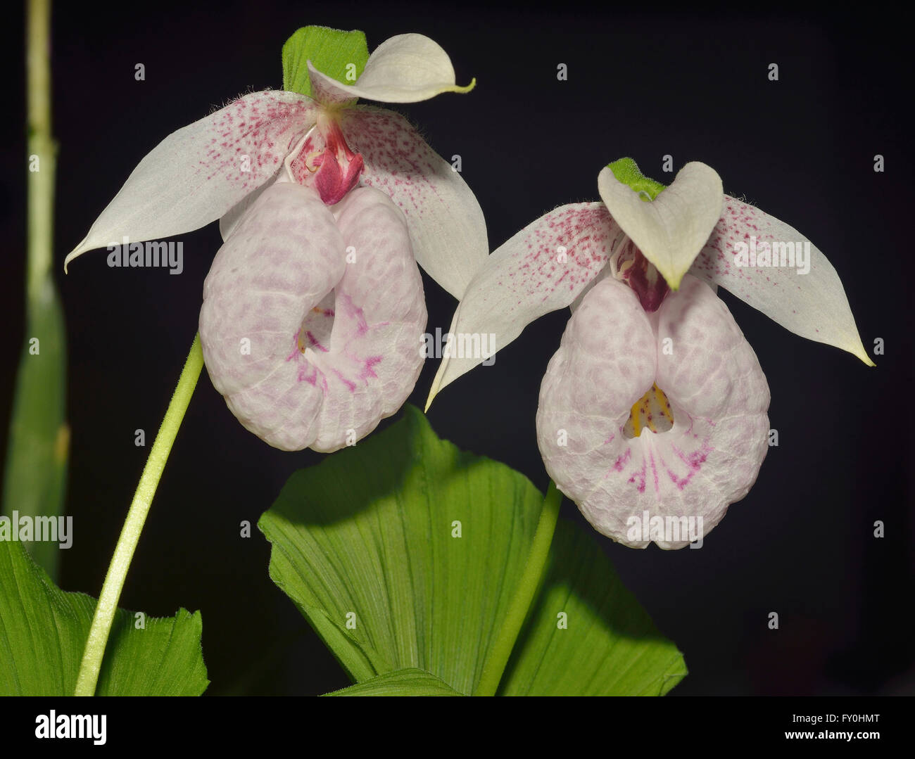 Formosa Ladys Slipper Orchid - Cypripedium formosanum Two flowers Stock ...