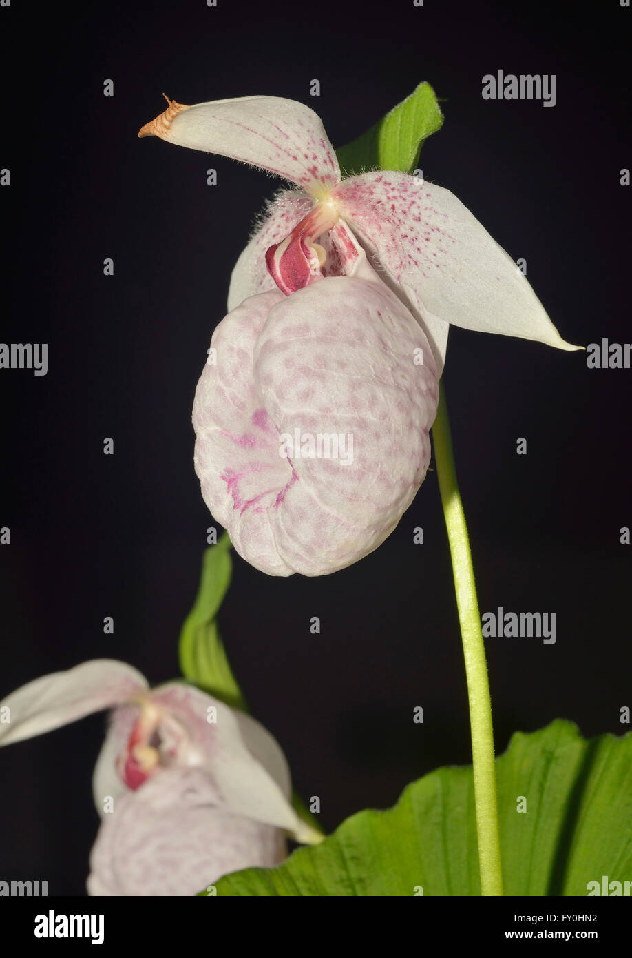 Formosa Ladys Slipper Orchid - Cypripedium formosanum Stock Photo - Alamy