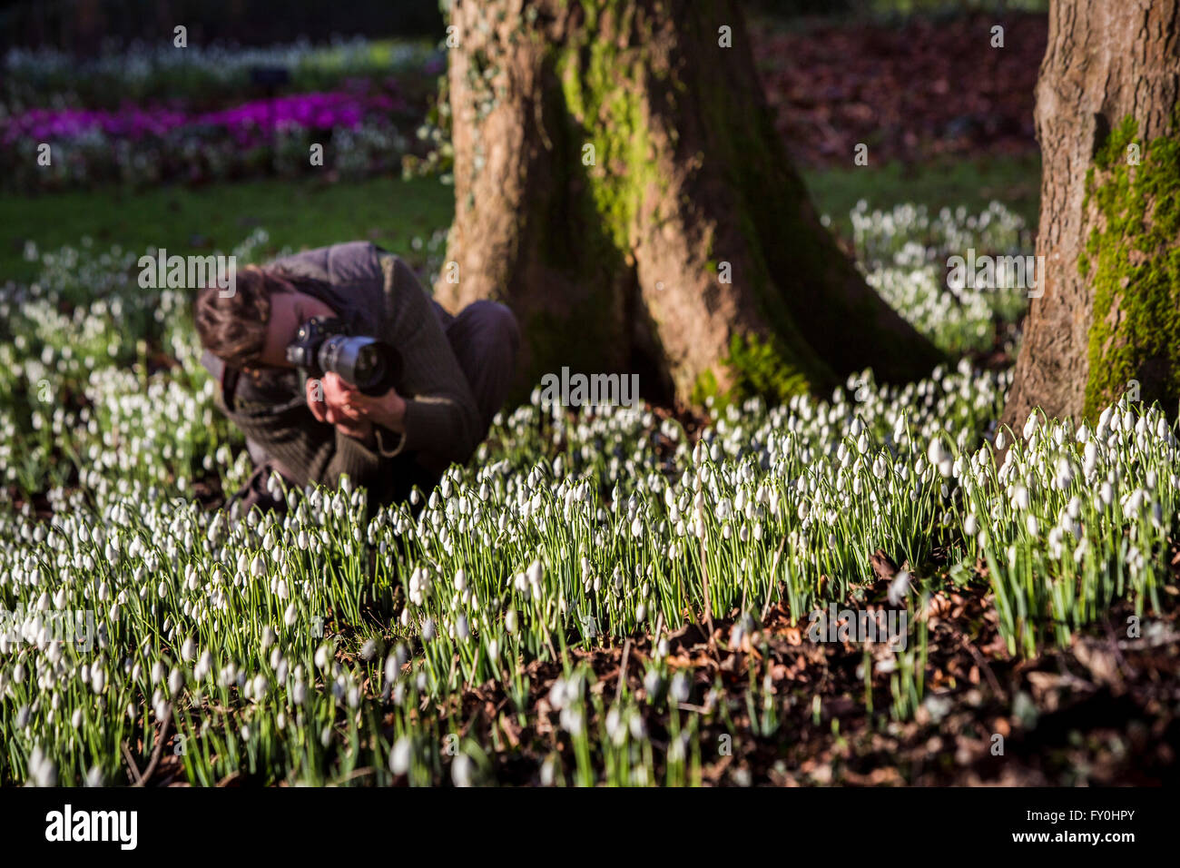 Cheltenham colesbourne park hi-res stock photography and images - Alamy