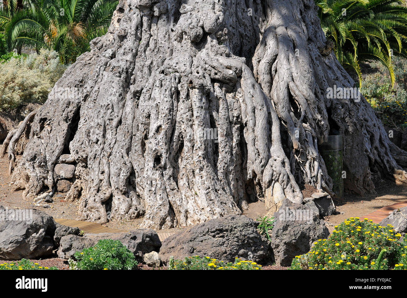 Trunk of very old dragon tree (Dracaena draco) at Tenerife. This tree ...
