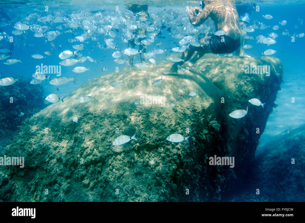 Underwater shoal of fish with people swimming around in Mediterranean ...