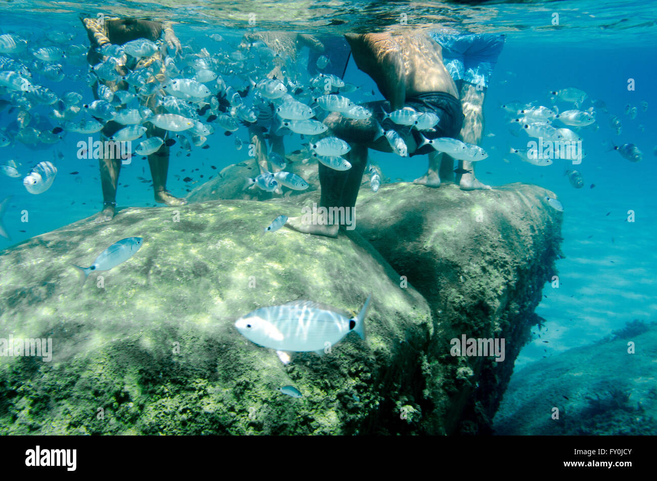 Reef fish swimming around colorful hi-res stock photography and images ...