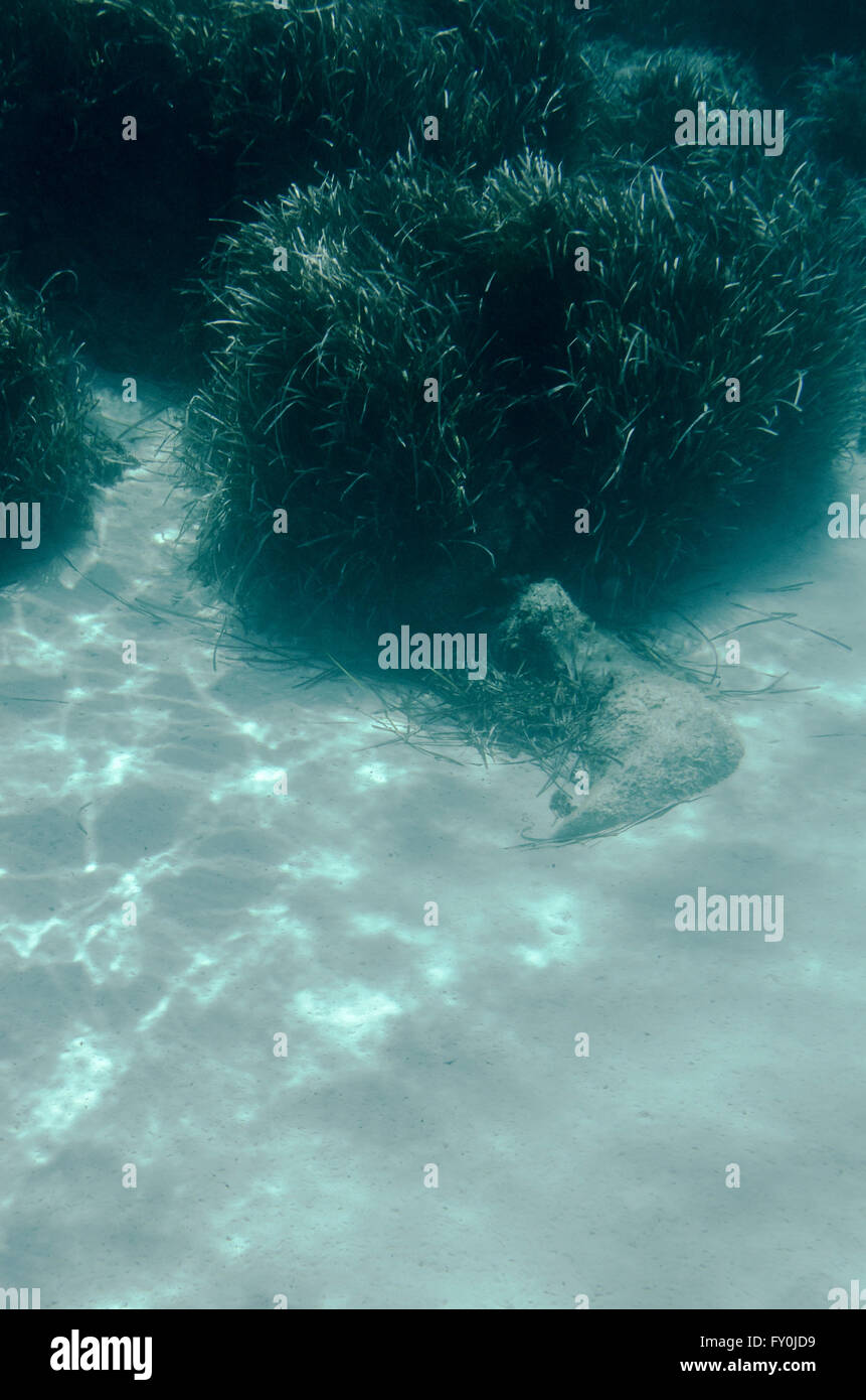 Sea bottom underwater in the Mediterranean Sea Stock Photo - Alamy