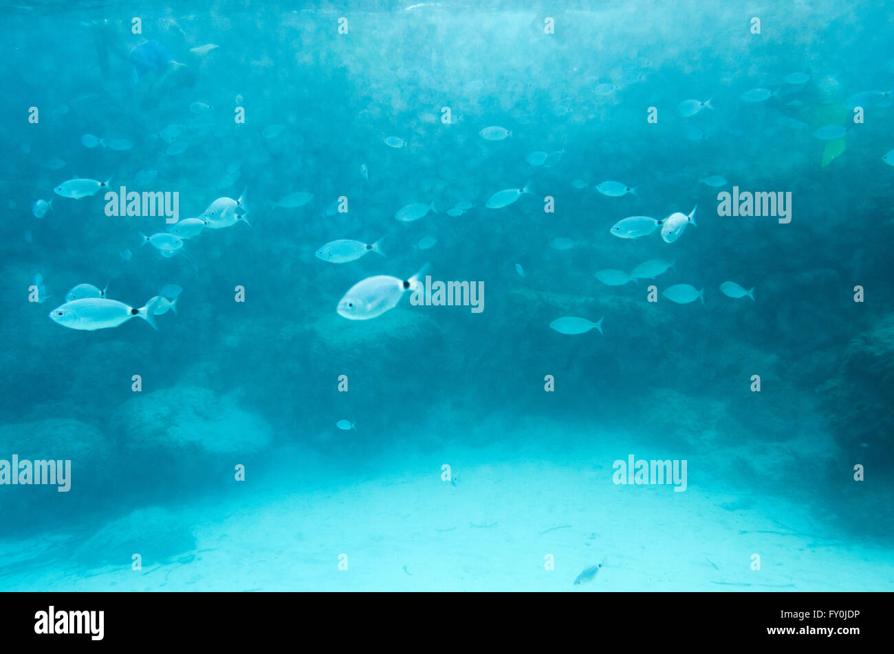 Tropical fish in the mediterranean hi-res stock photography and images ...