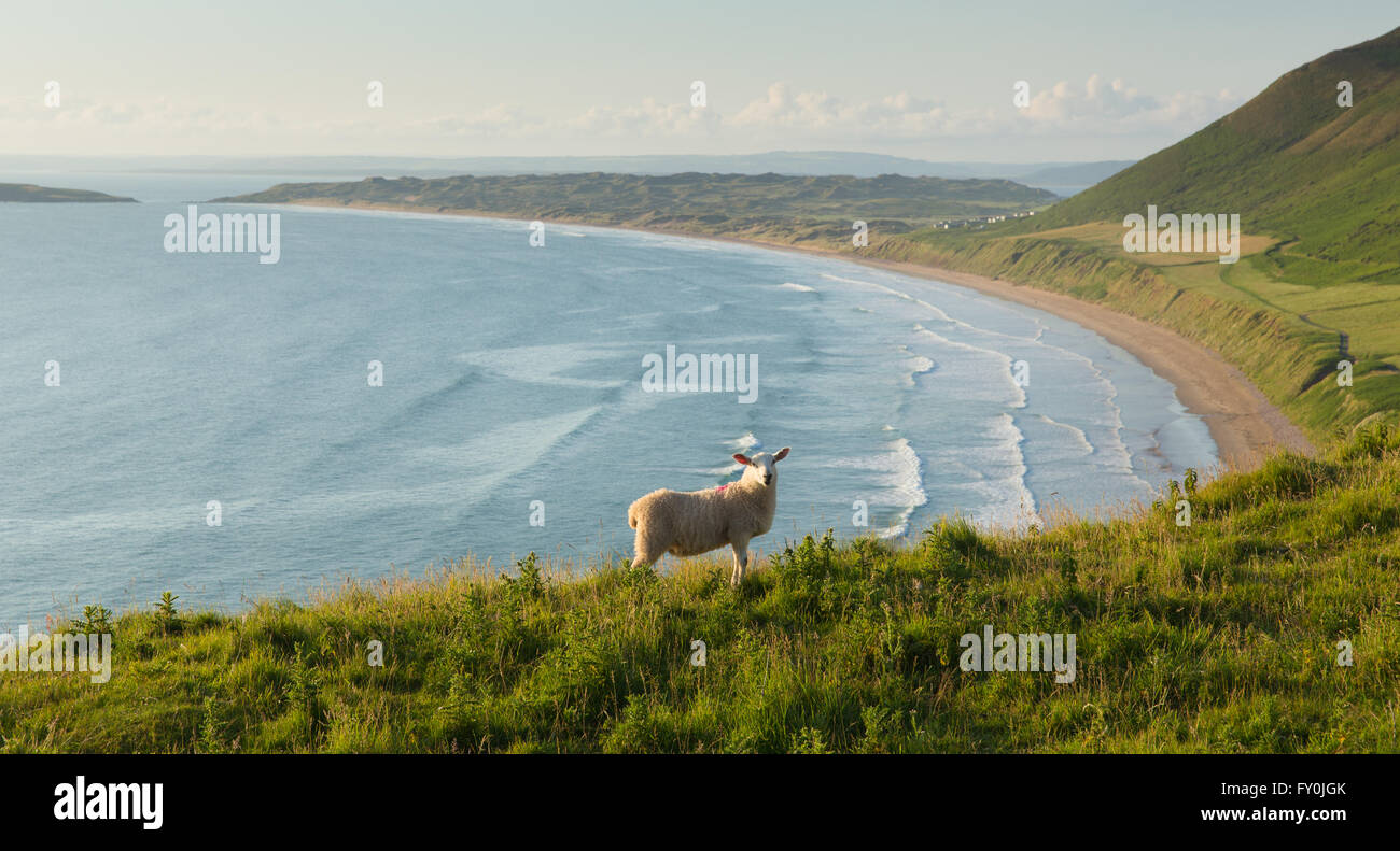Rhossili beach The Gower peninsula South Wales UK with sheep grazing ...