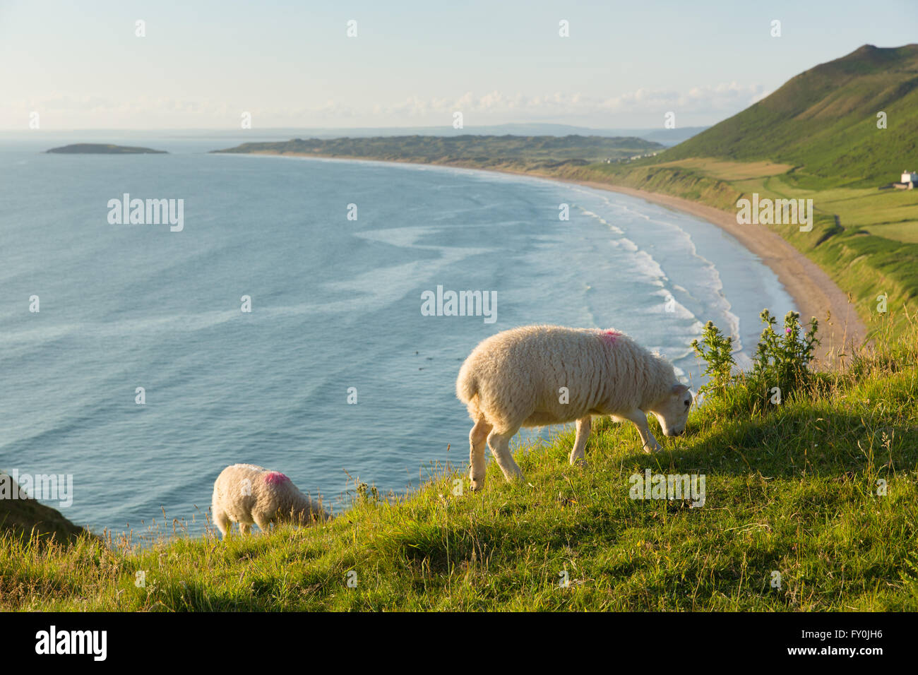 Sheep grazing Rhossili beach The Gower peninsula South Wales UK ...
