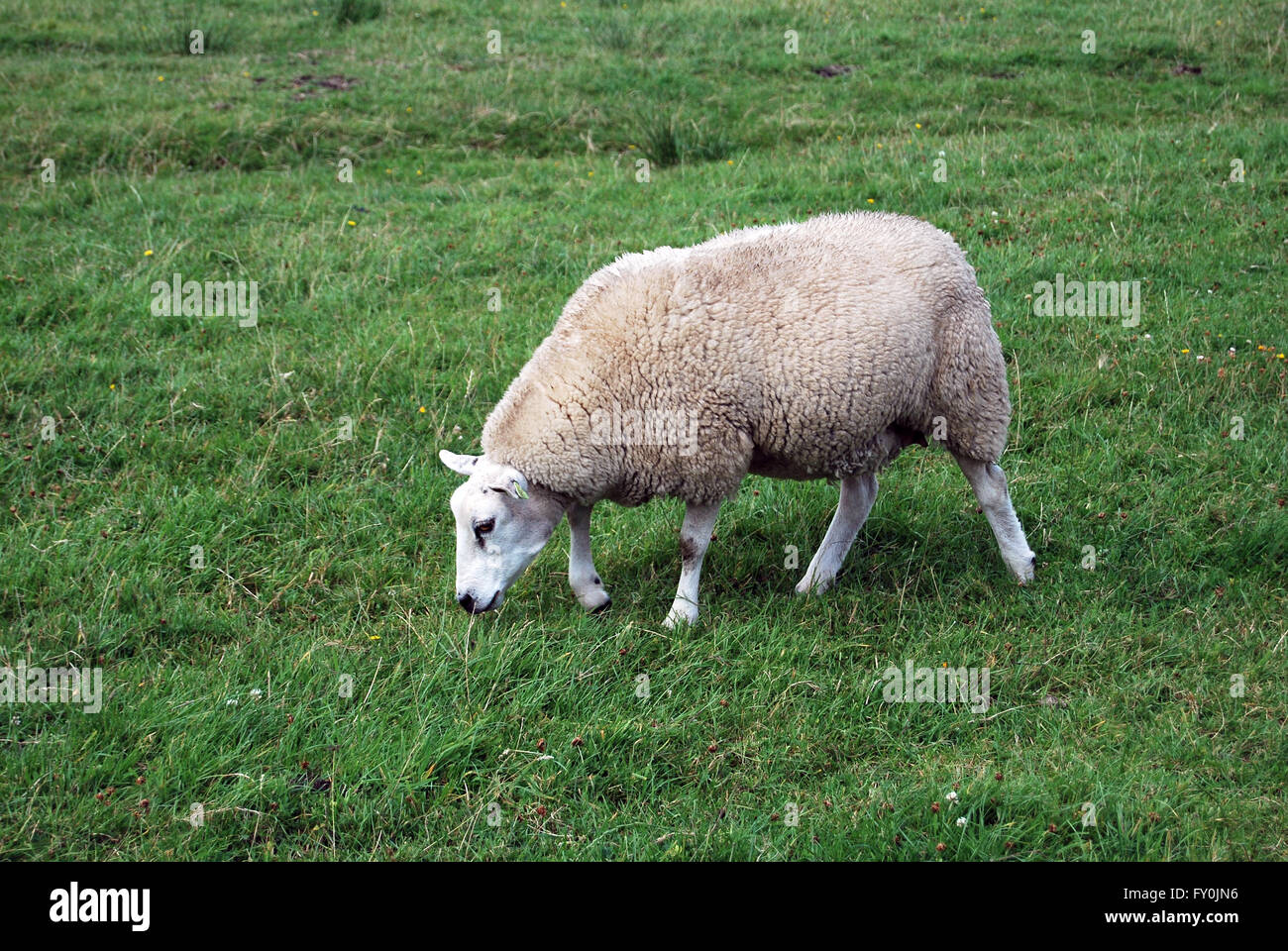 White sheep portrait hi-res stock photography and images - Alamy