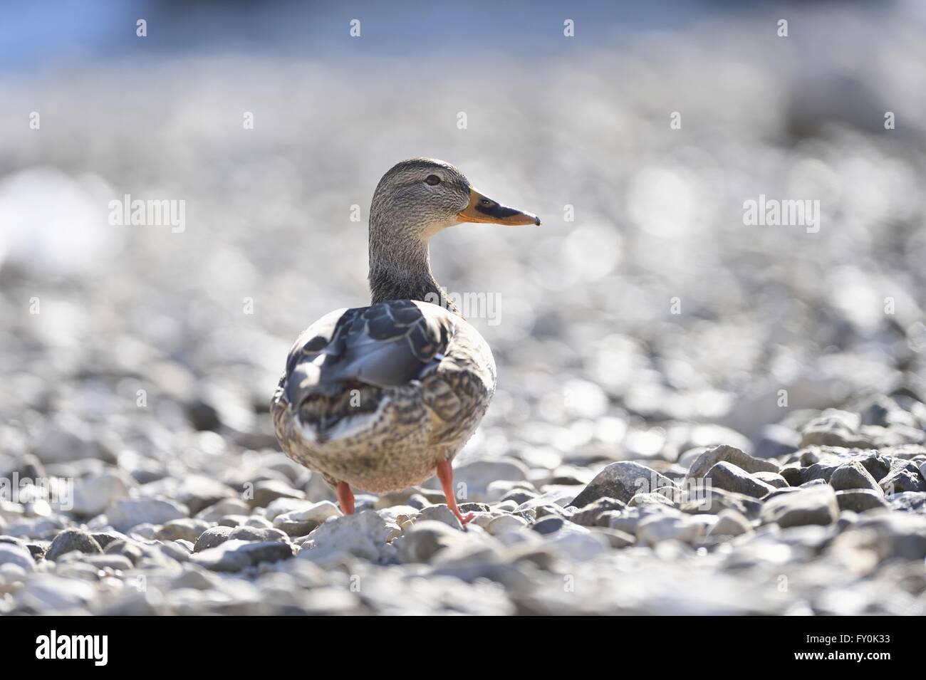 Adult mallards hi-res stock photography and images - Alamy