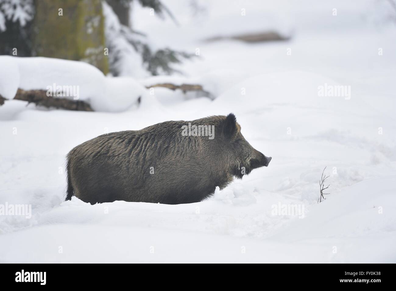 Boar boars hi-res stock photography and images - Alamy