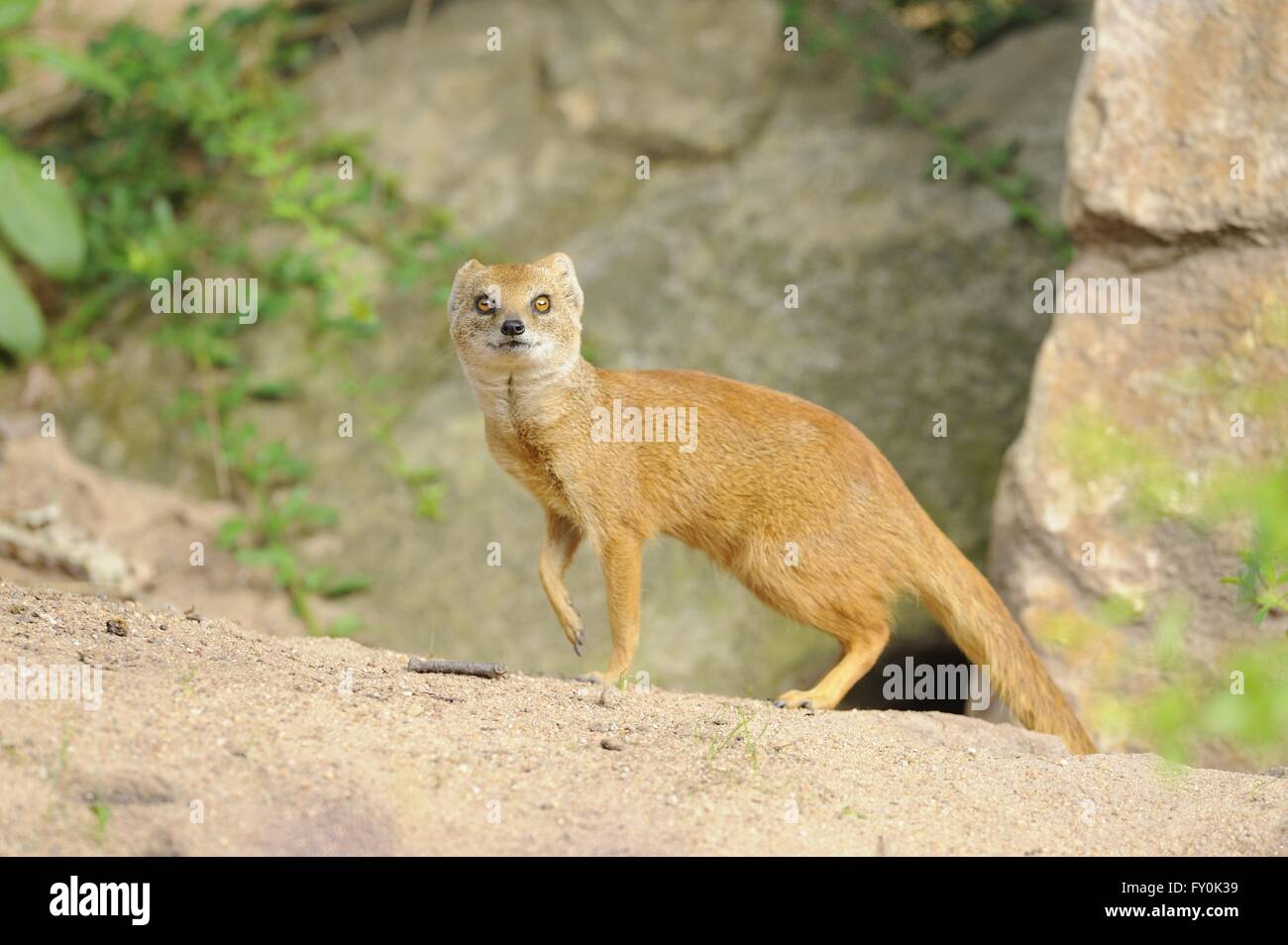 Mongoose stand hi-res stock photography and images - Alamy