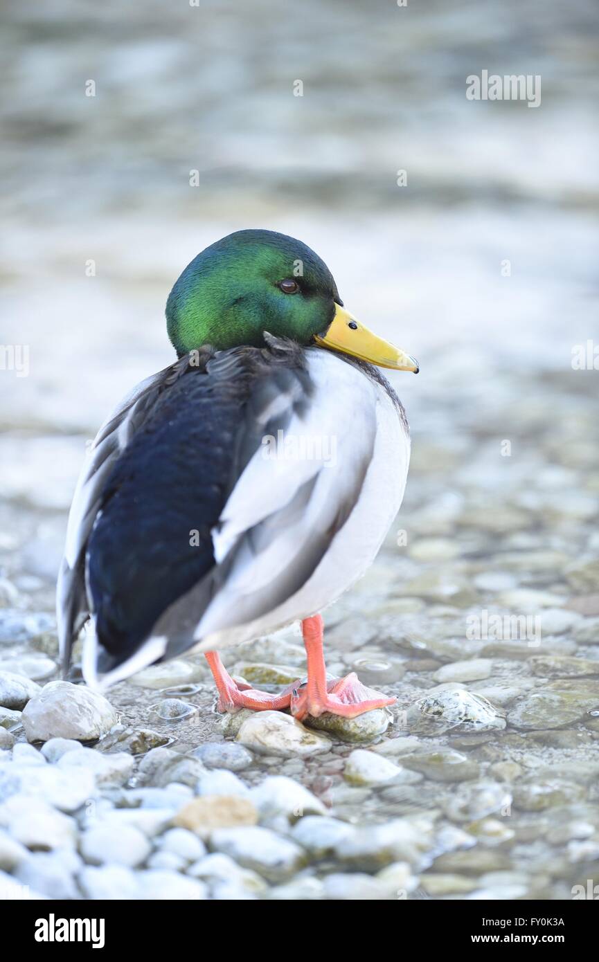 Mallard back hi-res stock photography and images - Alamy
