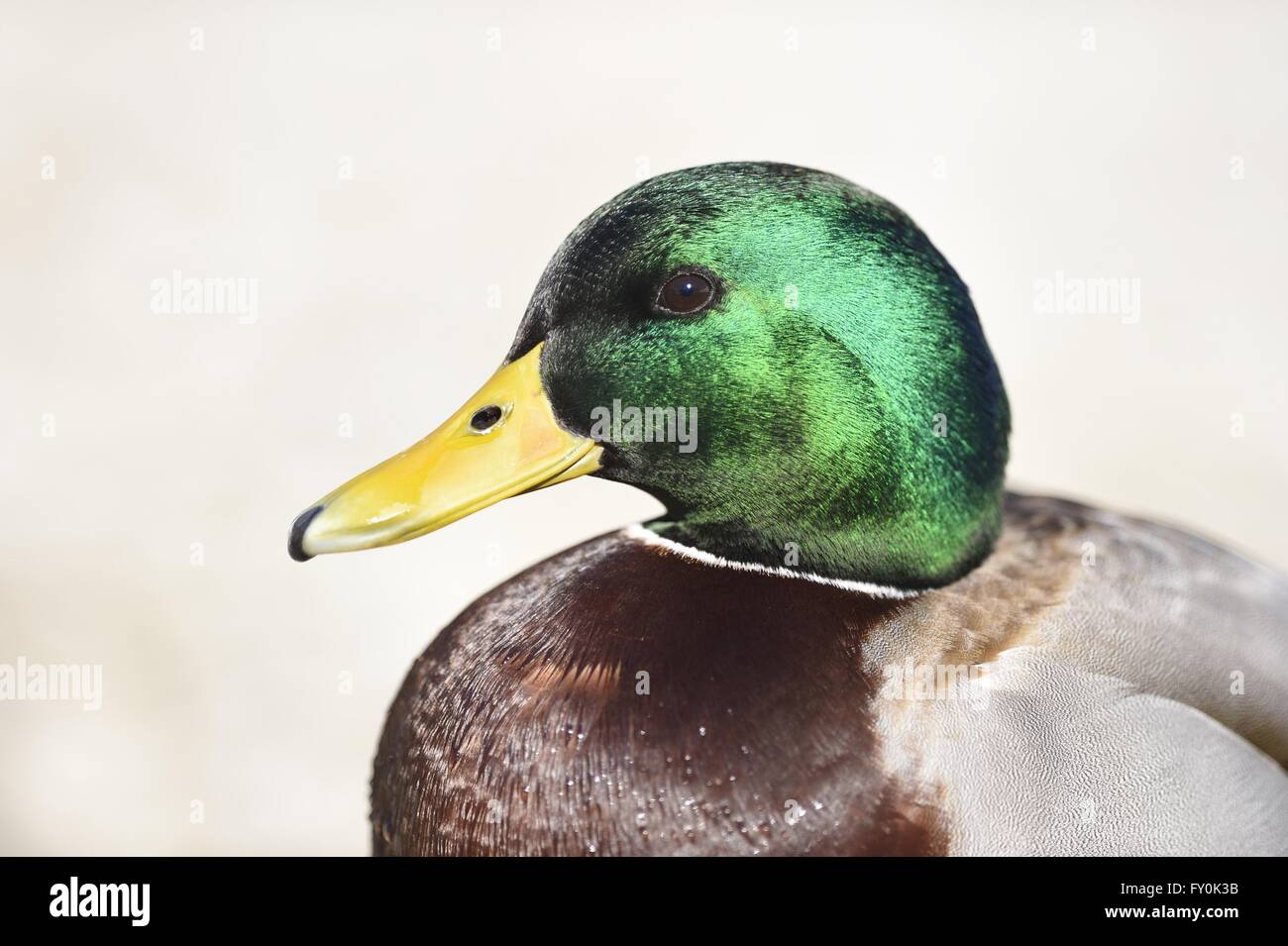 Mallard head hi-res stock photography and images - Alamy