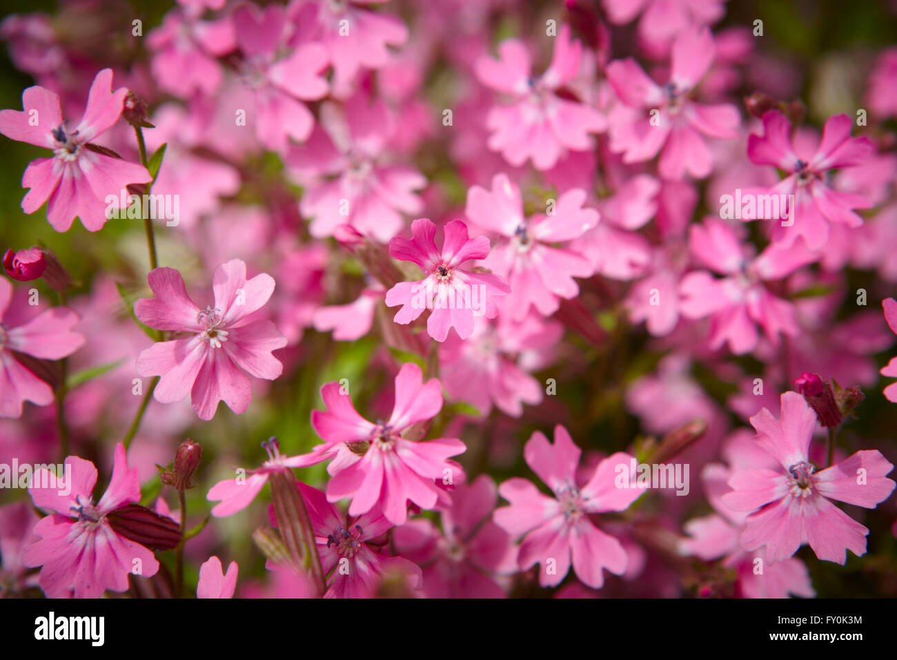 Purple flowers detail in the ground. Horizontal format Stock Photo - Alamy