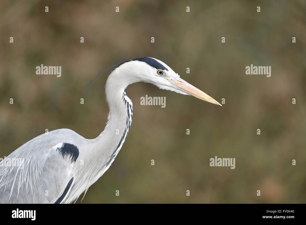 Grey herons head hi-res stock photography and images - Alamy