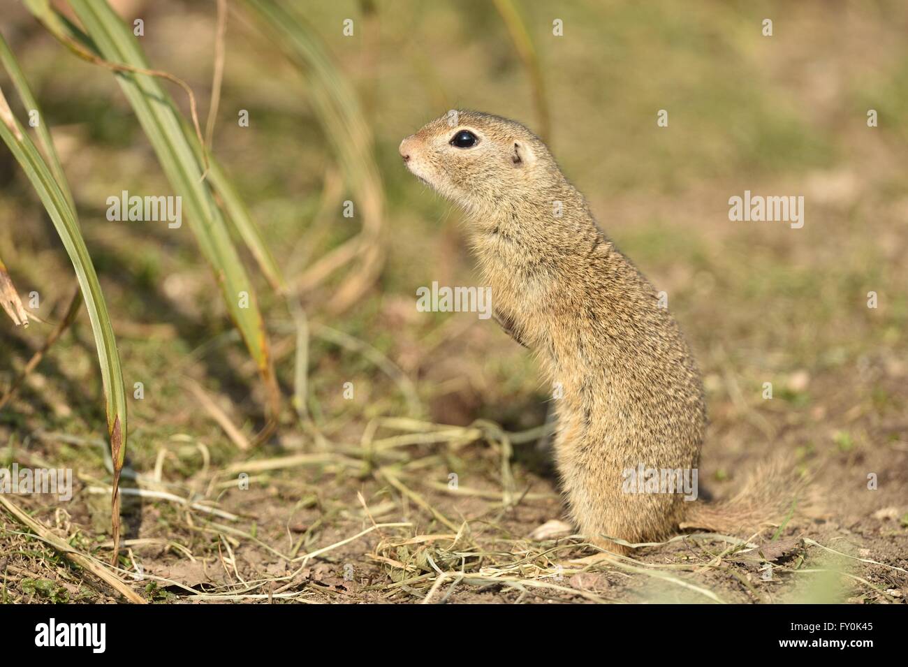 European ground squirrel hi-res stock photography and images - Alamy