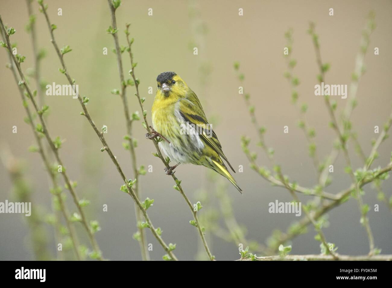 Siskins hi-res stock photography and images - Alamy