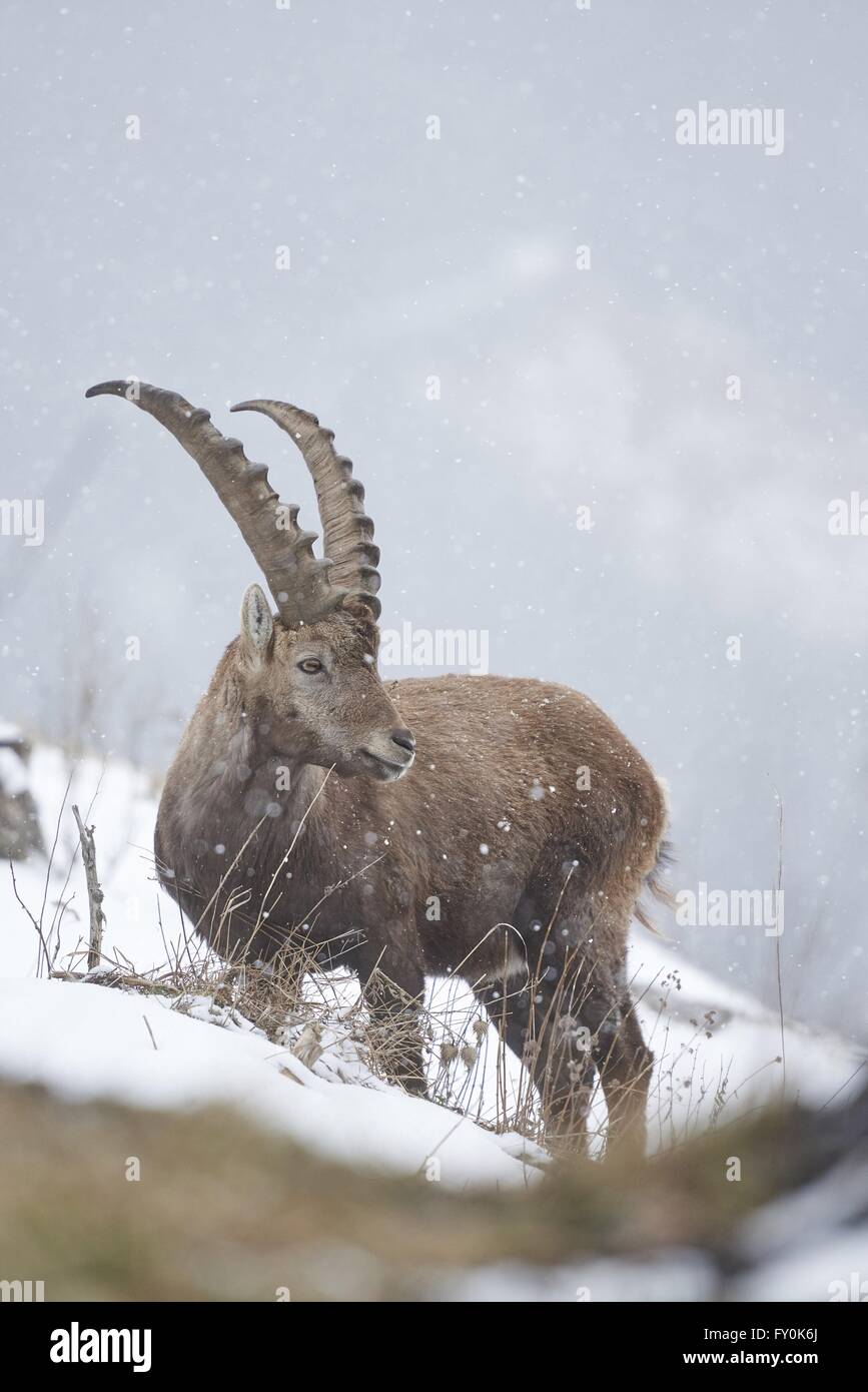 Alpine wildlife hi-res stock photography and images - Alamy
