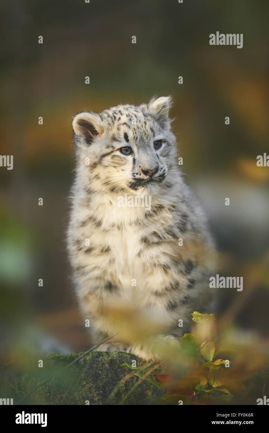 Baby snow leopard hi-res stock photography and images - Alamy