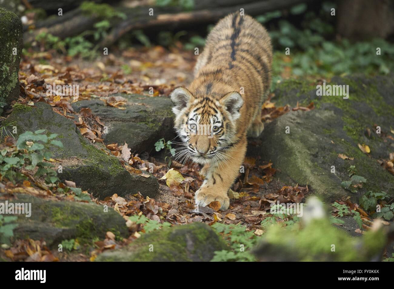 Tiger moving hi-res stock photography and images - Alamy