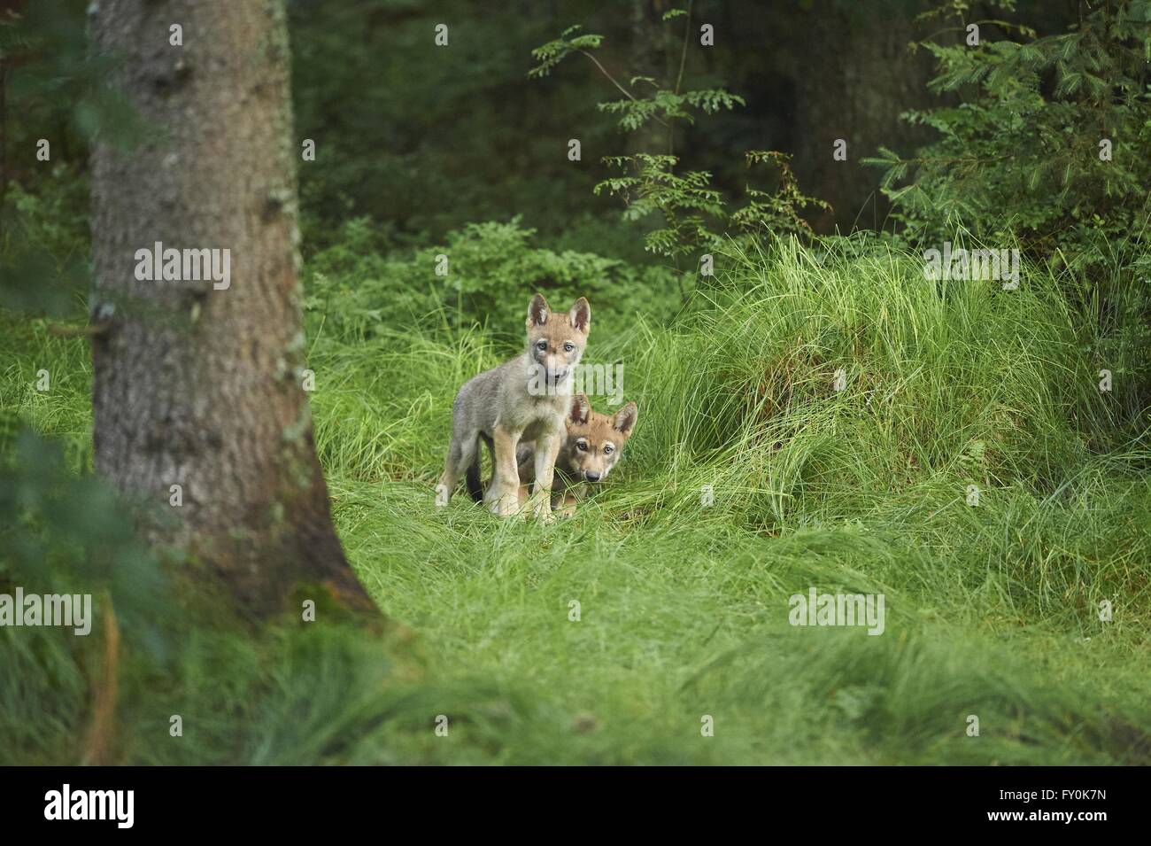 Baby grey wolf hi-res stock photography and images - Alamy