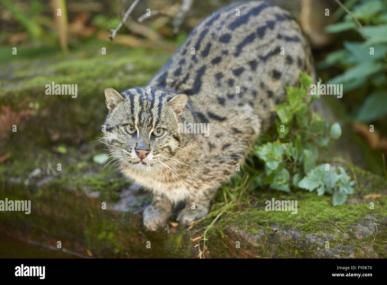 Fishing cats hi-res stock photography and images - Alamy
